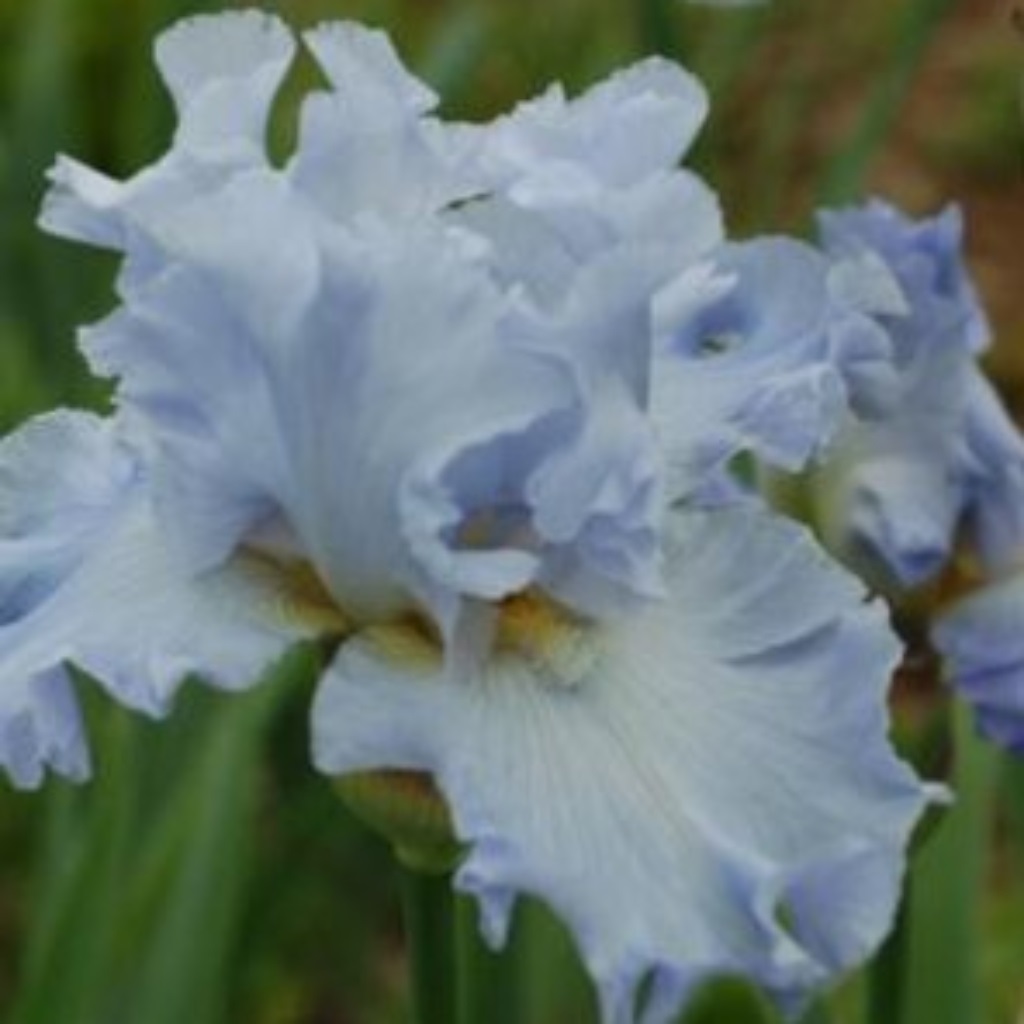 Projects – Charlotte Iris Society